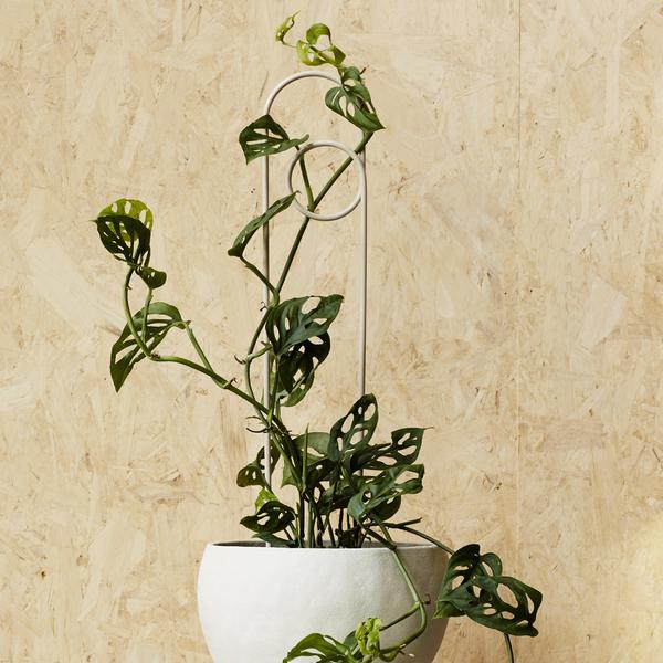 Ivy Muse